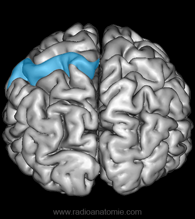 Cerebral Gyrus