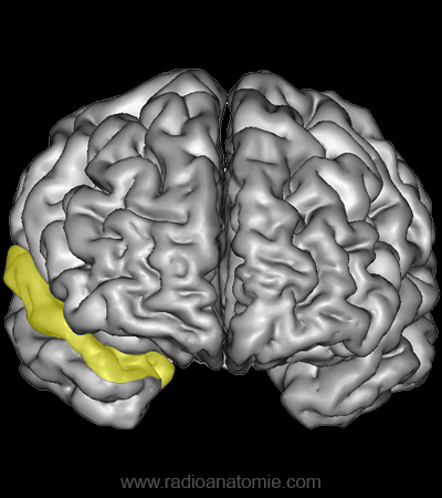 Hirnlappen vu antérieure