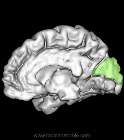 Gyrus cérébraux, Gyrus du cerveau vue latérale médiane