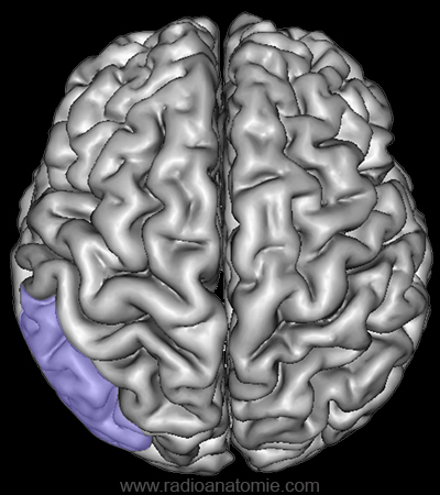Hirnlappen vue supérieure